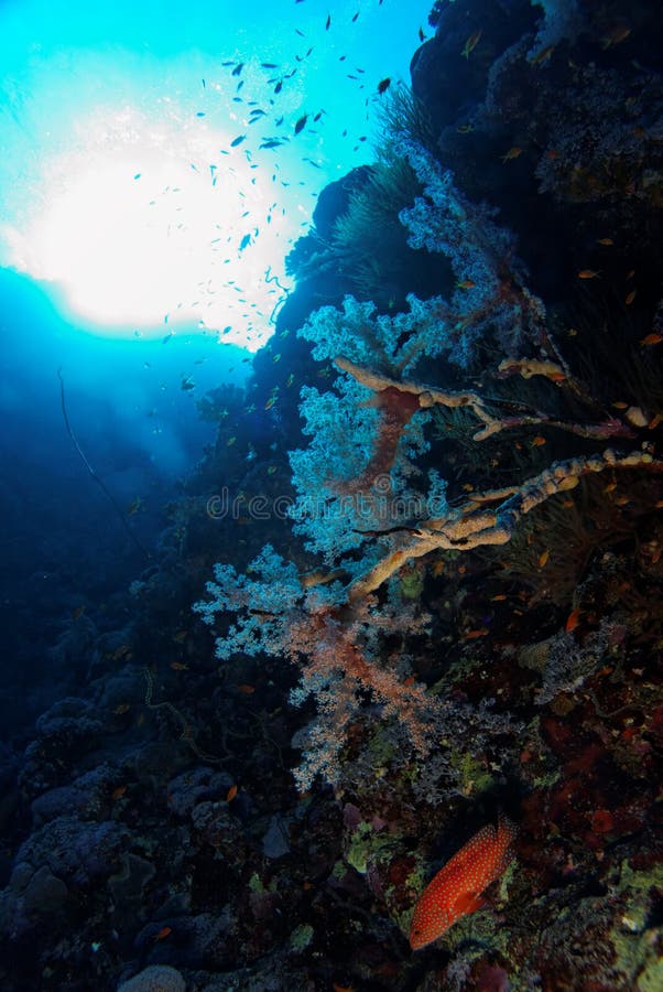 Riffwand Mit Der Sonne Sprengte - Rotes Meer Stockfoto - Bild von ...