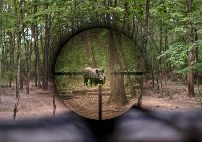 Wild Hog Seen through Rifle Scope Stock Image - Image of sport, range ...