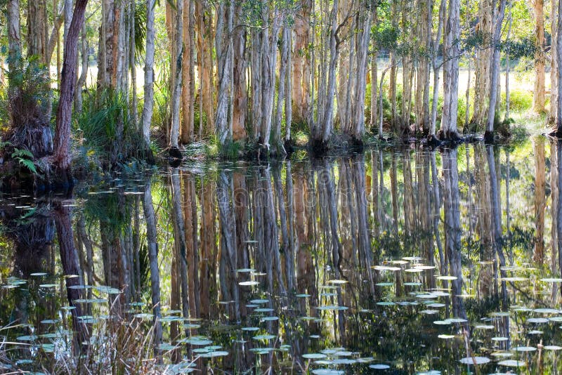 Paesaggio Paludoso Della Florida Con Cipressi Immagine Stock - Immagine ...