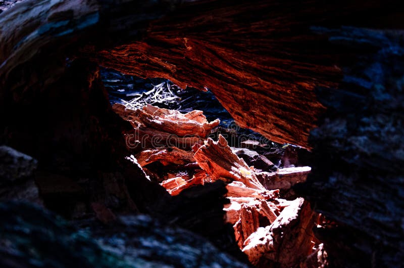 The Rift of a Tree Shining in the Sun Stock Image - Image of painting ...