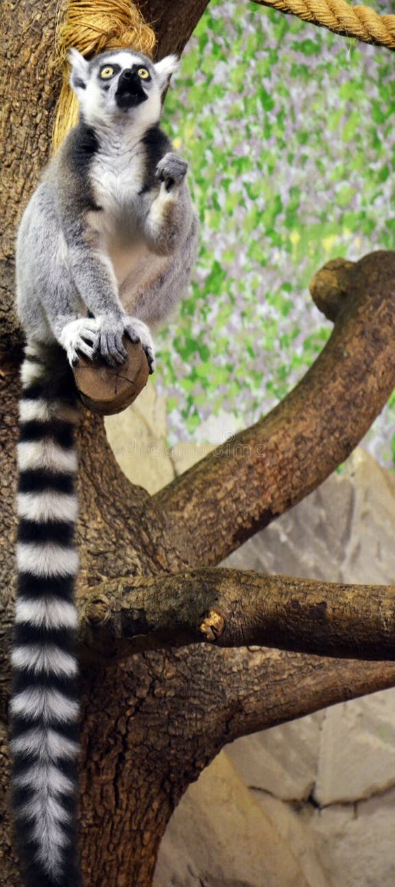 Riga zoo stock image. Image of black, beautiful, latvia - 49968607