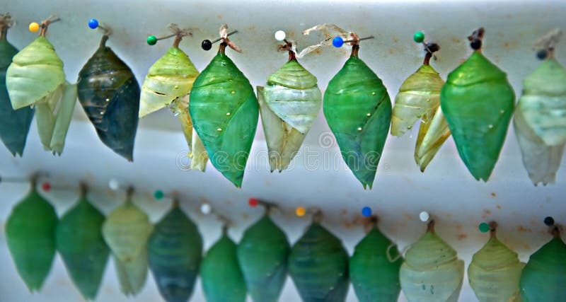 Crisalidi O Crisalide Del Issoria Giallo Di Acraea Della Farfalla Del ...