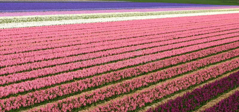 Righe di fiori fotografia stock. Immagine di estratto, orizzonte - 738012