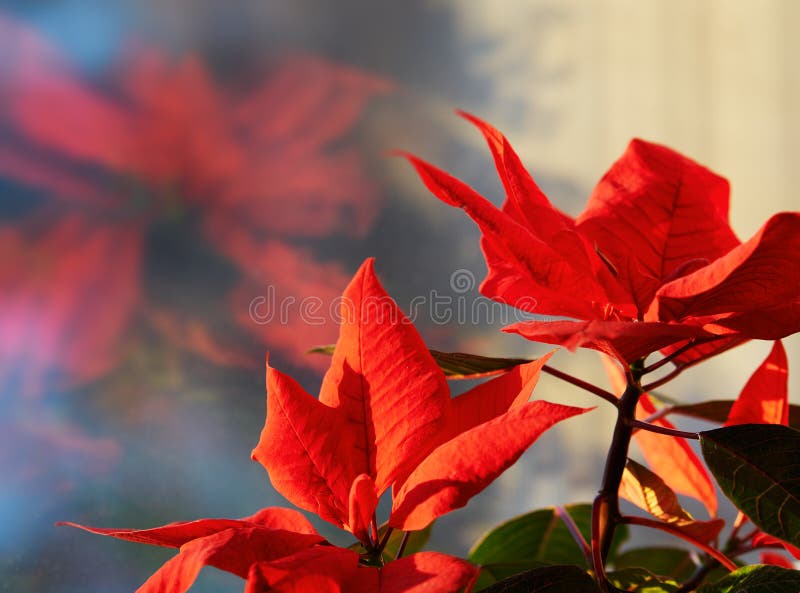Right Aligned Red Flower Nature Object Backdrop Stock Image - Image of ...