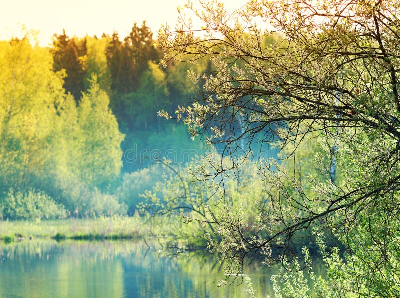 Right Aligned Tree on River Bank Landscape Backdrop Stock Image - Image ...