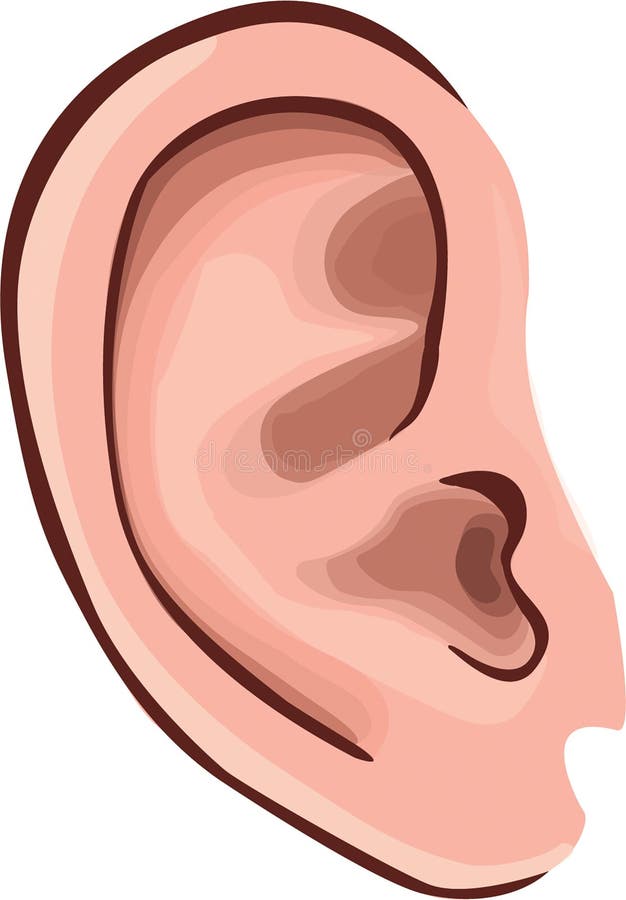 Realistic Human Ear Vector Drawn Isolated on White Background Stock ...