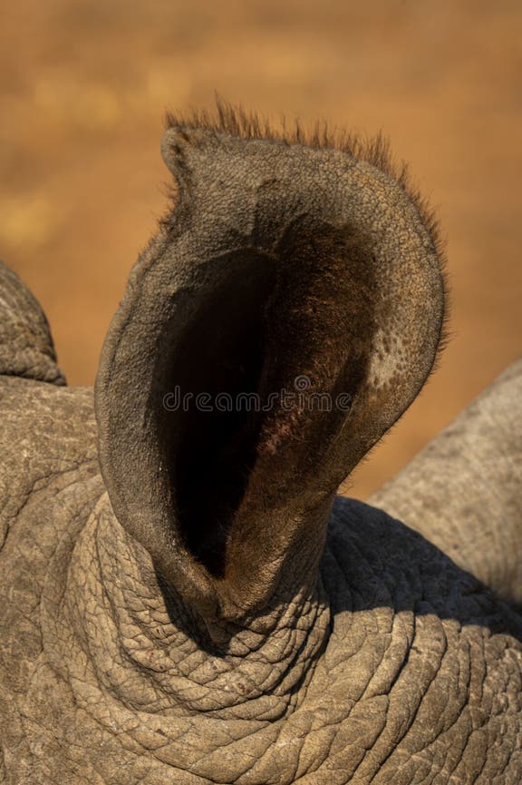 Right Ear of White Rhino in Sun Stock Image - Image of animals ...