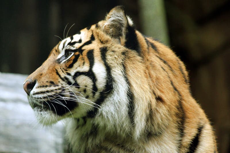 Facing Tiger stock photo. Image of look, wild, face, india - 10726616