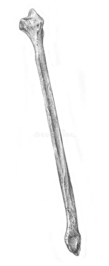 Fibula Stock Illustrations – 6,927 Fibula Stock Illustrations, Vectors ...