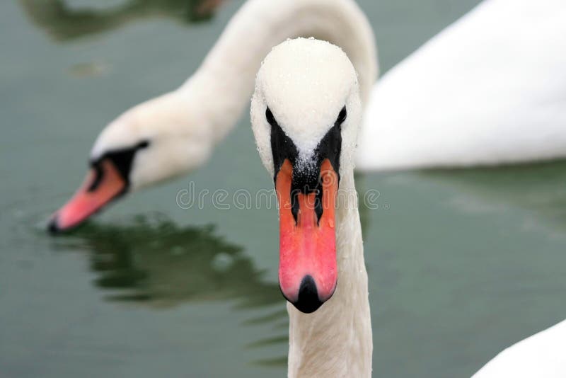 White male swan stock photo. Image of atratus, bird, swan - 2599944
