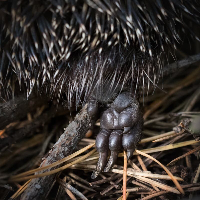 The Right Hind Paw of a Hedgehog Jumps Over a Twig Stock Photo - Image ...