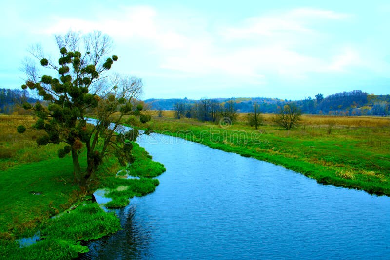 A Single Green Tree On The Coast Of River. Park. Beautiful Landscape ...