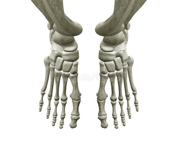 Bones Feet Diagram Stock Illustrations – 95 Bones Feet Diagram Stock ...