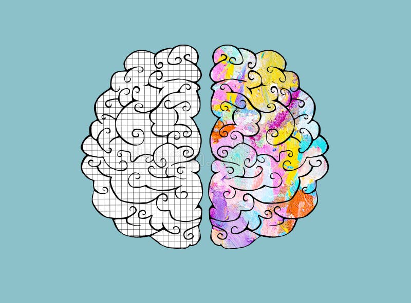 Right and Left Hemisphere of the Human Brain Stock Illustration ...