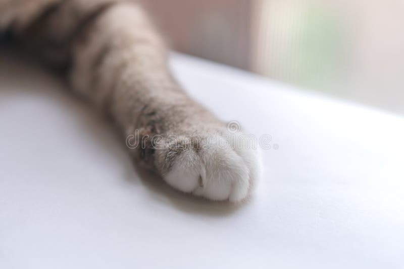 The Right Leg of the Cat Looks Cute. Stock Photo - Image of feline ...