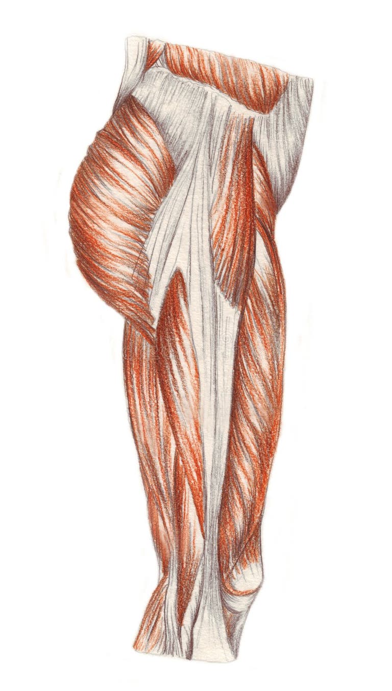 Leg Muscle Icon Stock Illustrations – 5,635 Leg Muscle Icon Stock ...