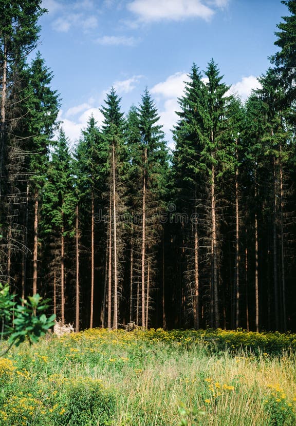 Right Noon in the Summer Forest Stock Photo - Image of scenic, theme ...