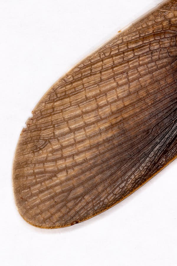 Cockroach with Wing Brown Walking Stock Image - Image of hissing ...