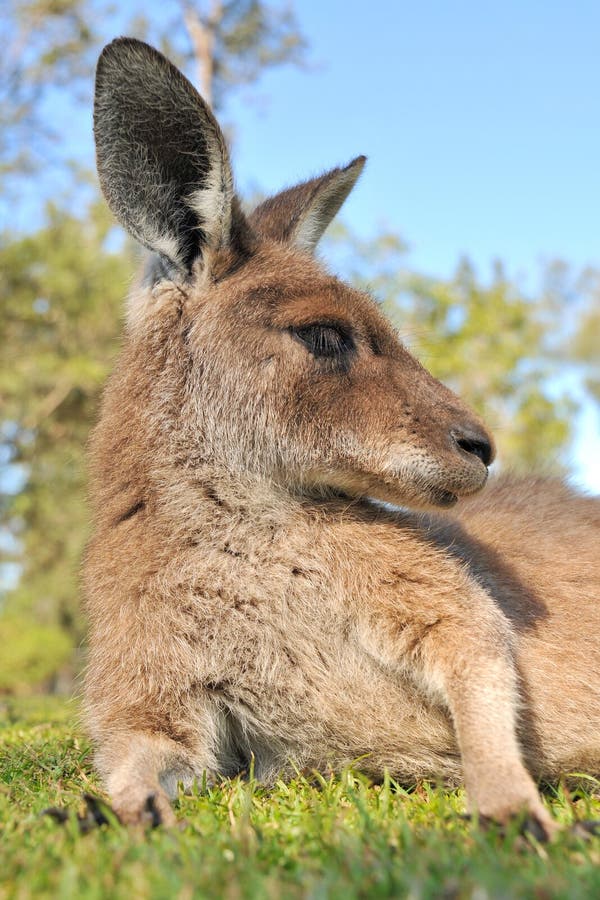A Resting Kangaroo on the Grass Stock Photo - Image of australia, brown ...