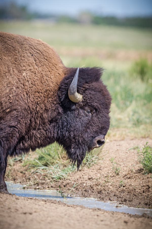 1,061 Buffalo Profile Stock Photos - Free & Royalty-Free Stock Photos ...