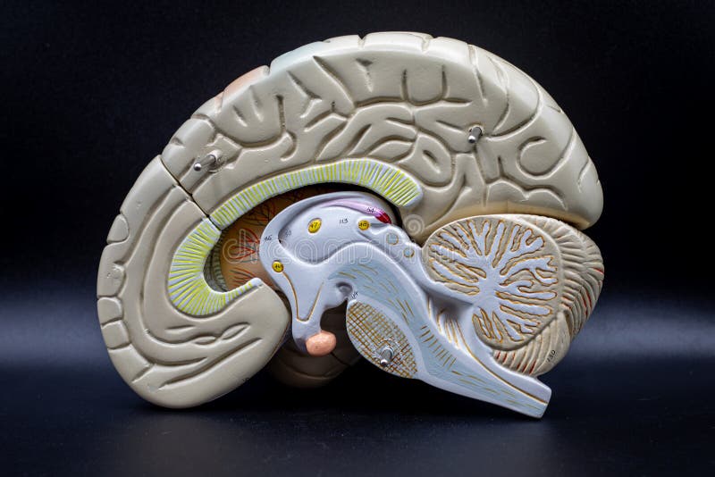 Brain Sagittal View Labeled Stock Photos - Free & Royalty-Free Stock ...