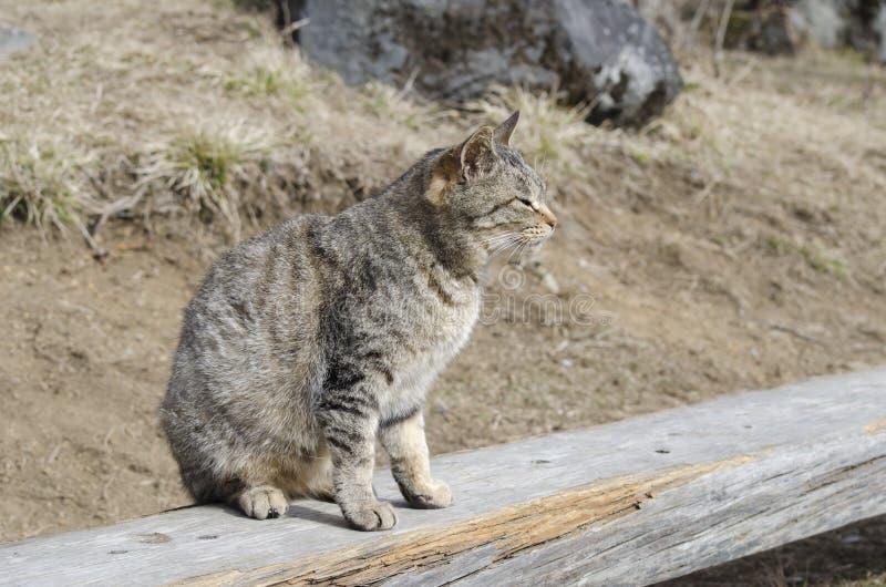 Right side of cat stock photo. Image of looking, colors - 62616862