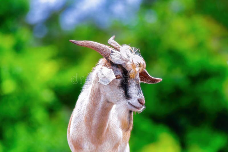 Face of a Goat Close Up. a Funny Goat Peeks Out Behind an Wooden Fence ...