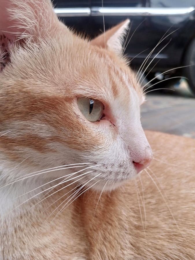 The Right Side of the Face of an Orange-white Cat Stock Image - Image ...