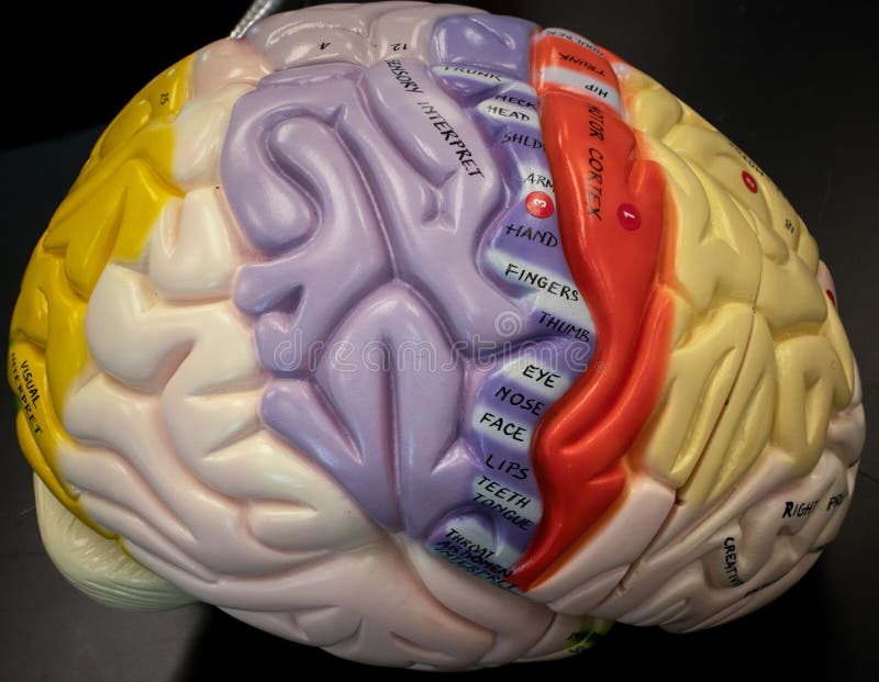 Labeled Human Brain Model Stock Photos - Free & Royalty-Free Stock ...