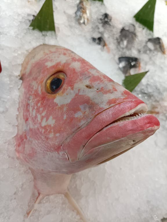 Right Side Red Snapper Fish Frozen Stock Photo - Image of snapper, froz ...