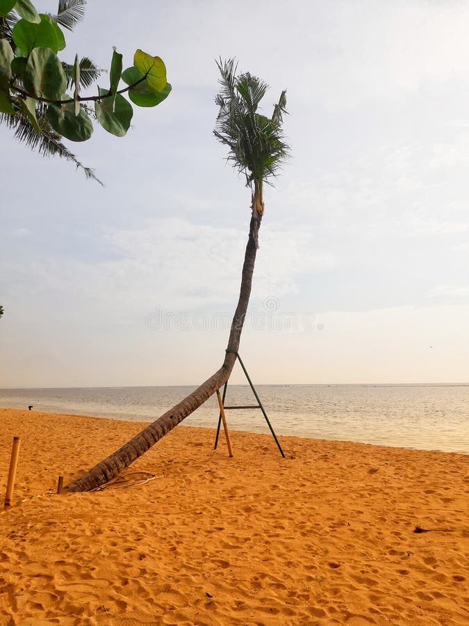 The Right Side View of a Coconut Tree on the Beach Stock Photo - Image ...