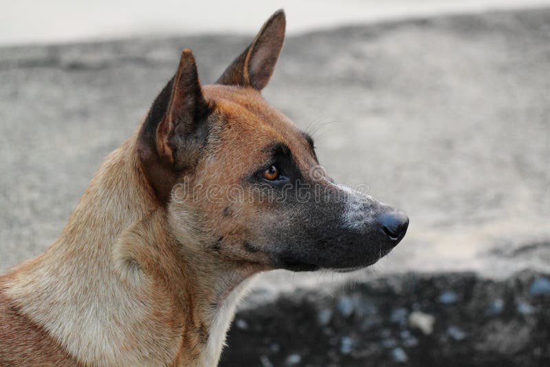 Right side view dog stock image. Image of doggy, camera - 59758705