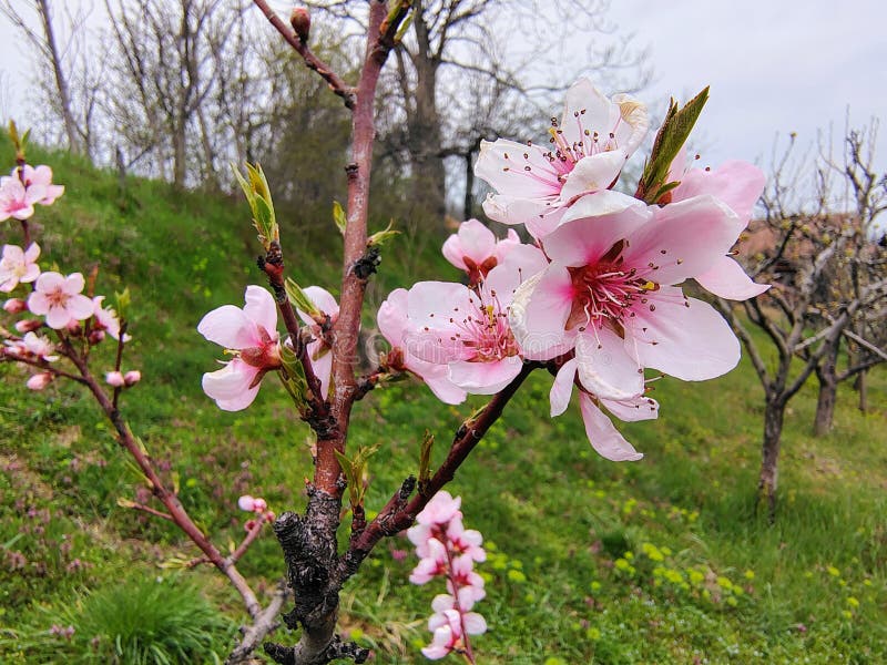 Right Side View of the Peach Flowers Head Stock Image - Image of ...