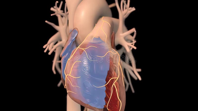 Right sided heart failure stock illustration. Illustration of medical ...