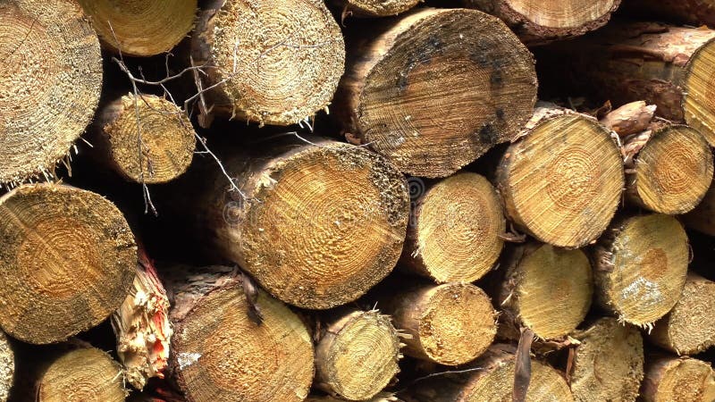 Wood Stack with Chopped Trees for Timber Industry or Wood Industry As ...