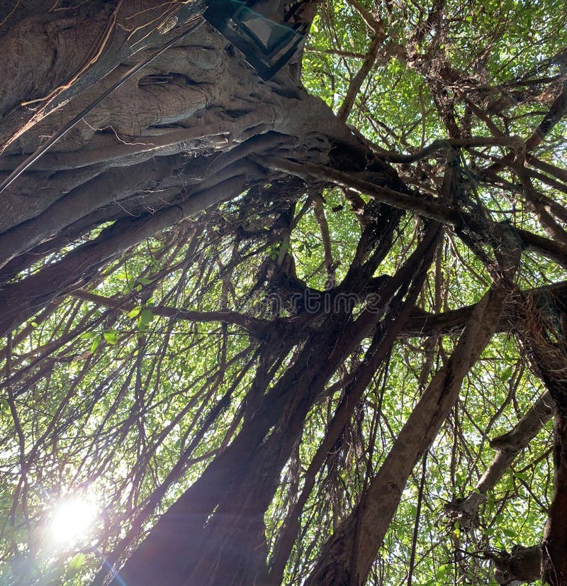 Right under the tree stock photo. Image of magnified - 164964066