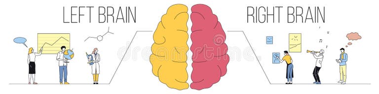 Right Vs Left Human Brain Functions Concept. Analytical, Logical Vs ...