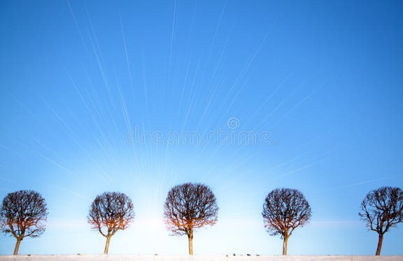 Rij van bomen stock afbeelding. Image of parklandschap - 12852093