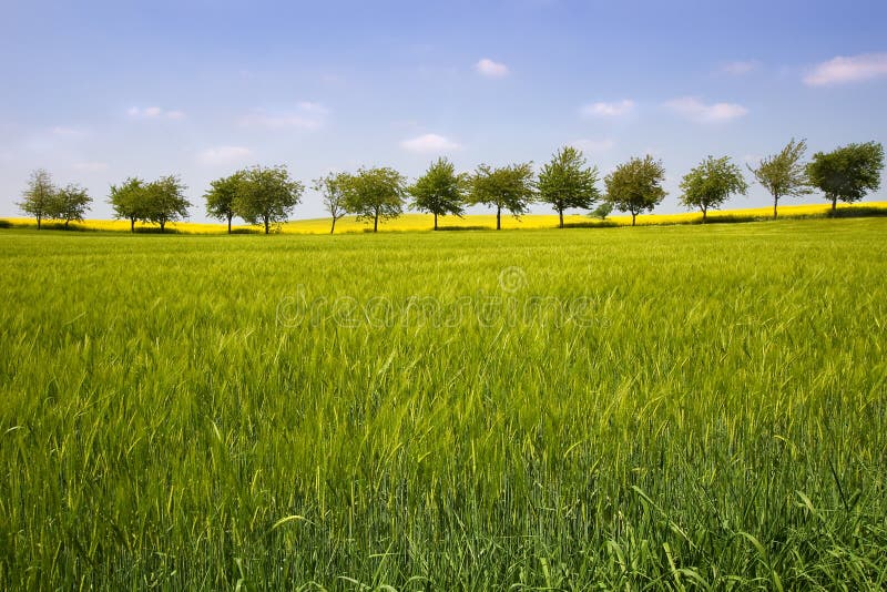 Rij bomen stock foto. Image of bomen, graangewas, landschap - 14420416
