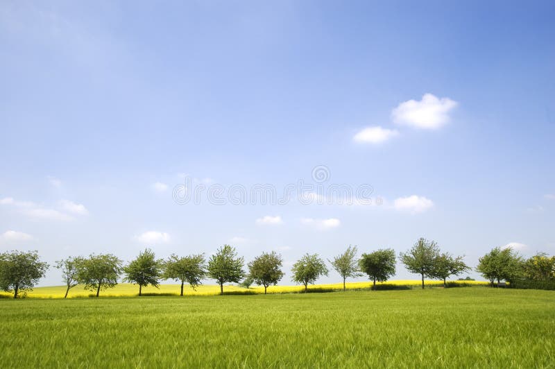 Rij van bomen stock foto. Image of bomen, graangewas - 14420416