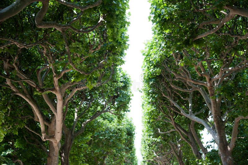 Rij van bomen stock foto. Image of boomstam, frankrijk - 33147348