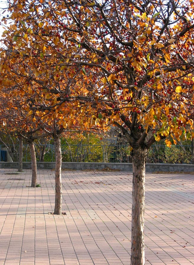 Rij bomen stock foto. Image of krabappel, plein, bomen - 338808