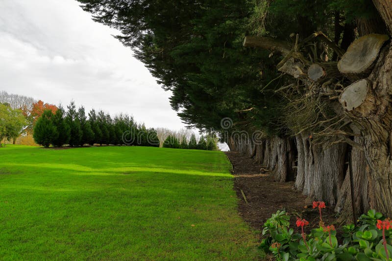 Rij van groene bomen stock foto. Image of lente, landelijk - 45012078