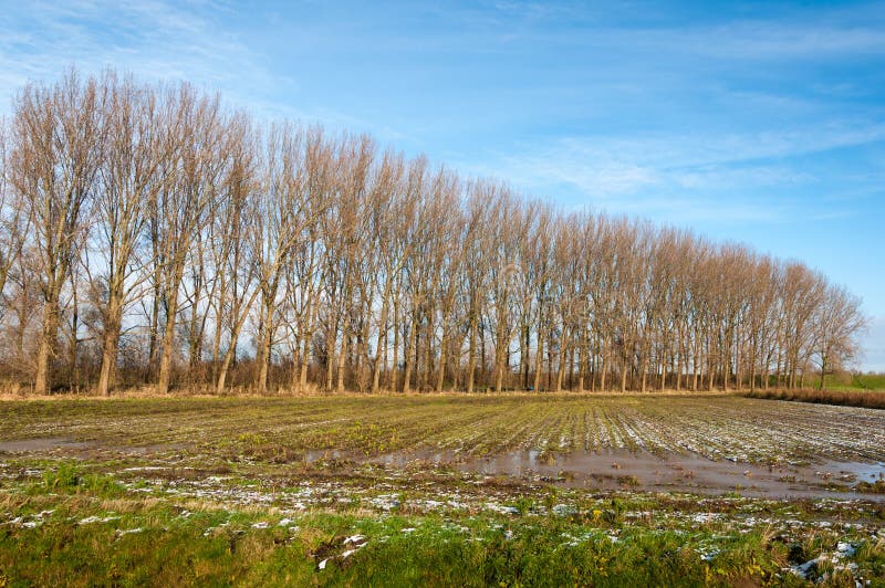Rij Van Naakte Bomen in De Herfst Stock Afbeelding - Image of helder ...