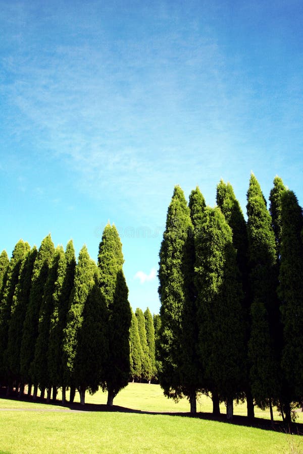 Rij bomen stock afbeelding. Image of schoonheid, alpien - 12751391