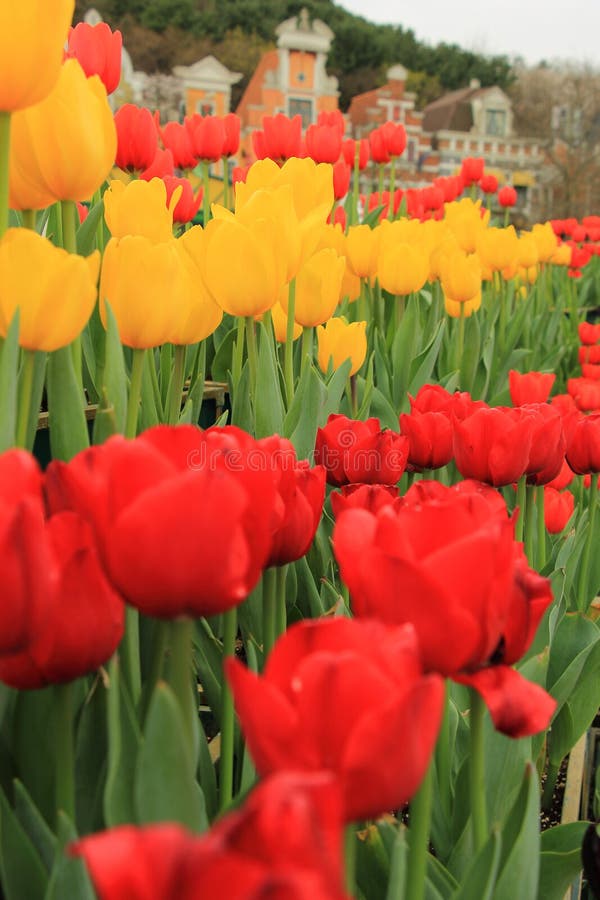 Rij Van Rode En Gele Tulpenbloem Stock Afbeelding - Image of tulpen ...