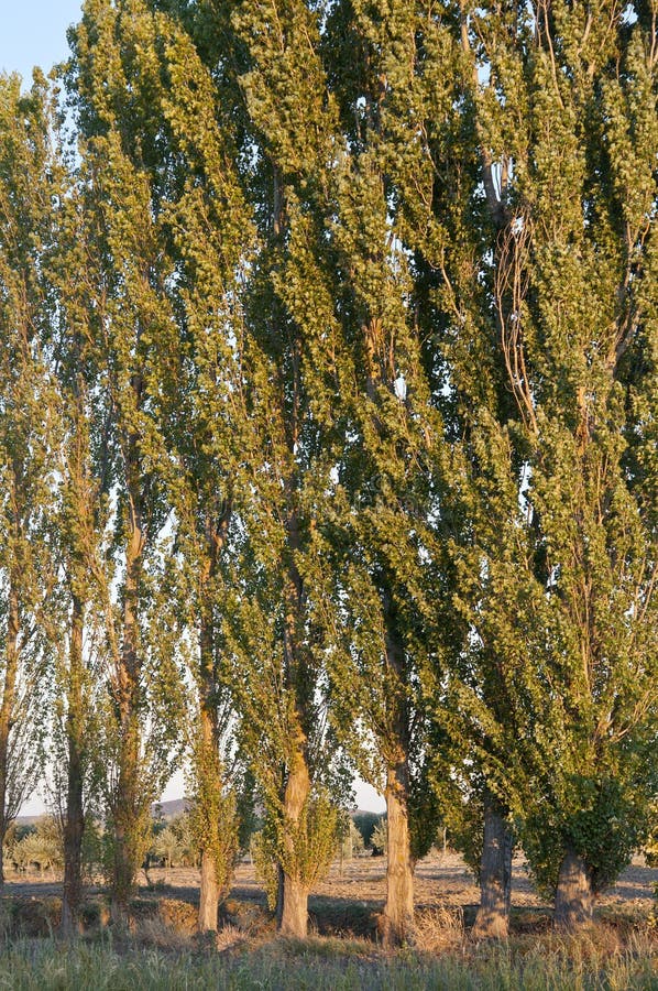 Rij zwarte populieren stock foto. Image of openlucht - 27572104