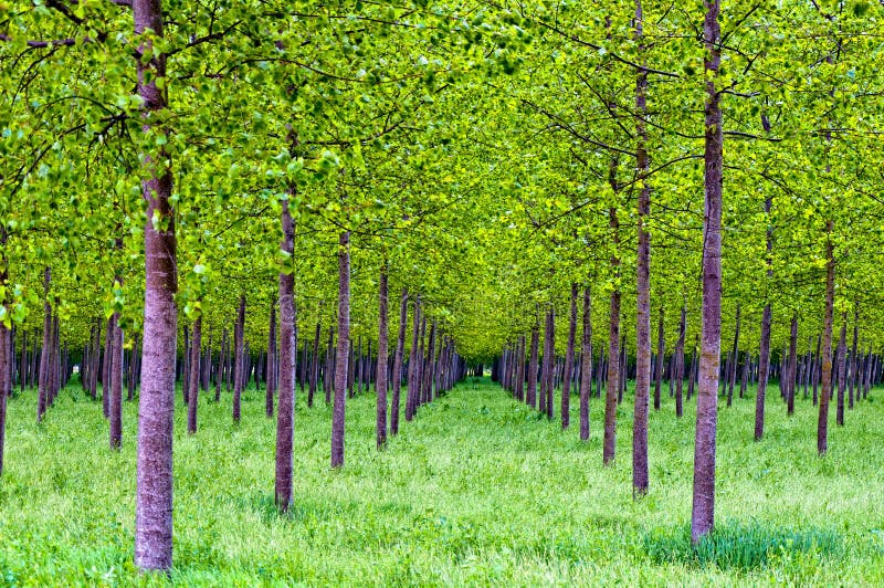 Rijen van linde-Boom stock foto. Image of zomer, struik - 22876050