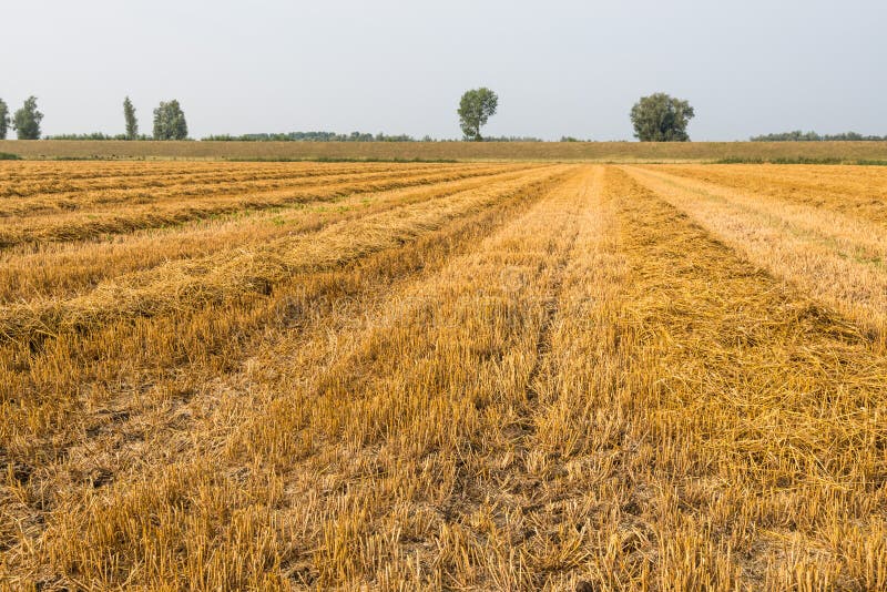 Rijen Van Stro En Stoppelveld Stock Afbeelding - Image of landbouwgrond ...