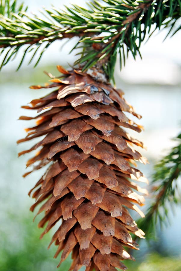 Rijke Vruchten Van Een Spar Stock Foto - Image of zeer, vallen: 69078700